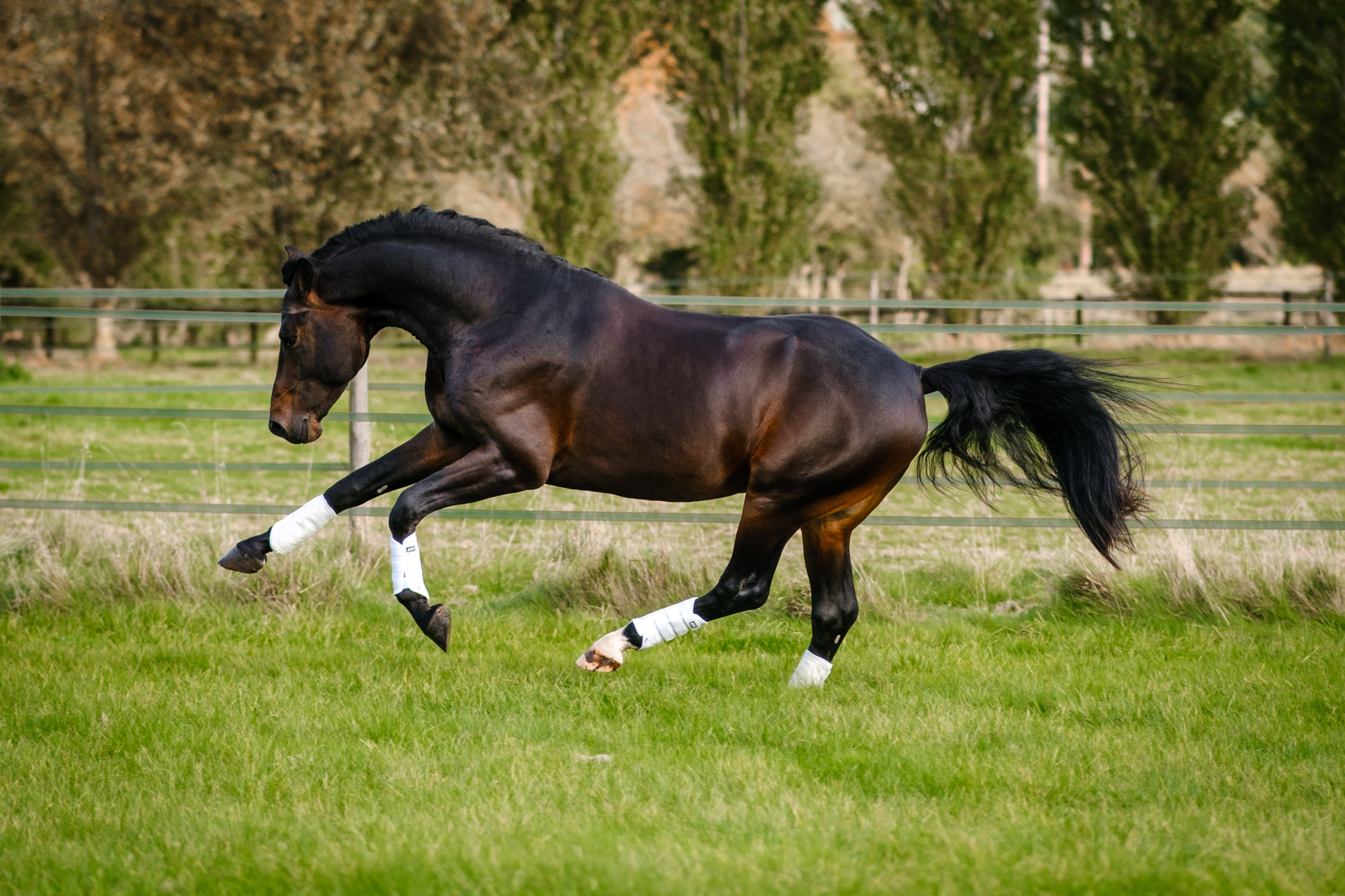 Equestrian – Evan Hill Creative Works