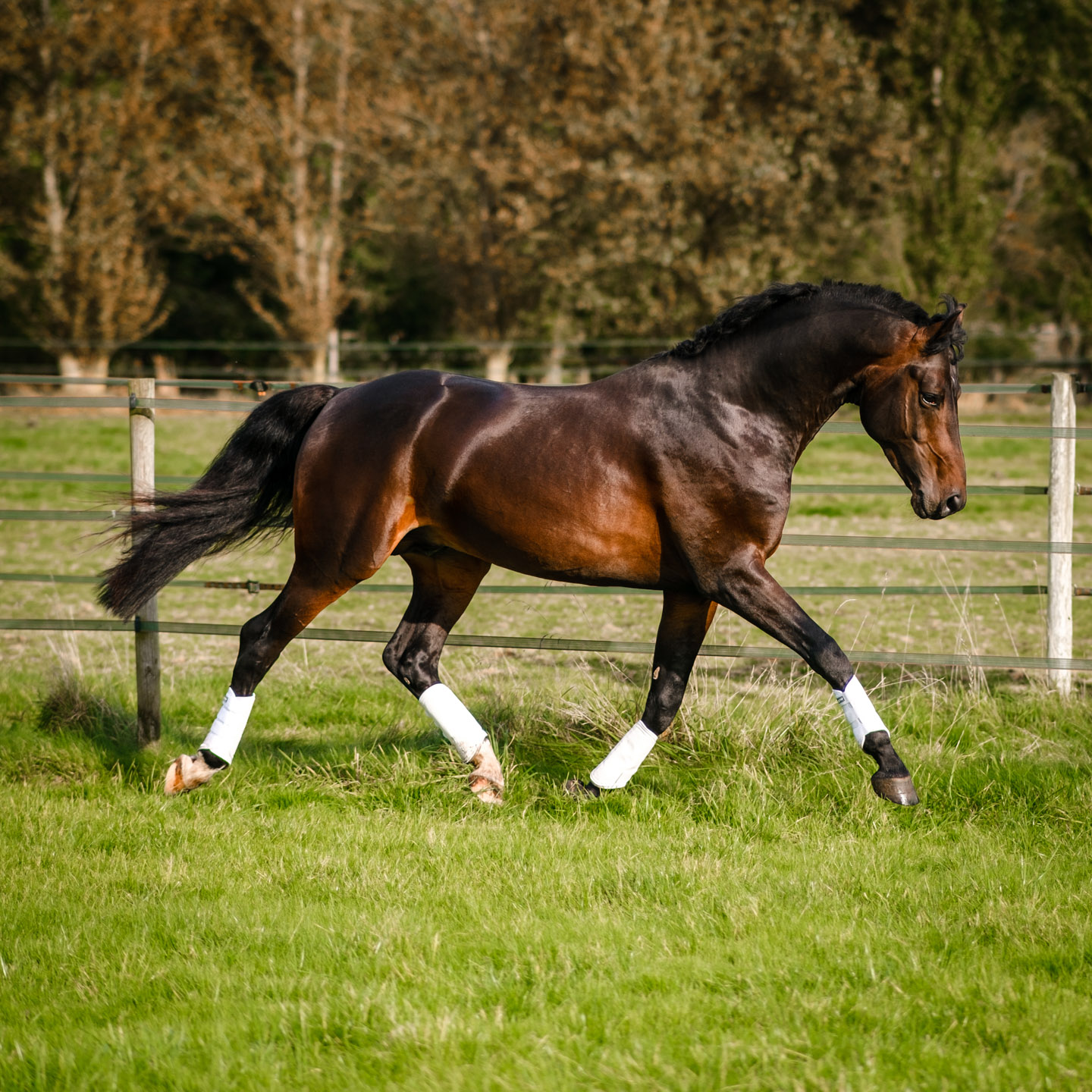 Equestrian – Evan Hill Creative Works